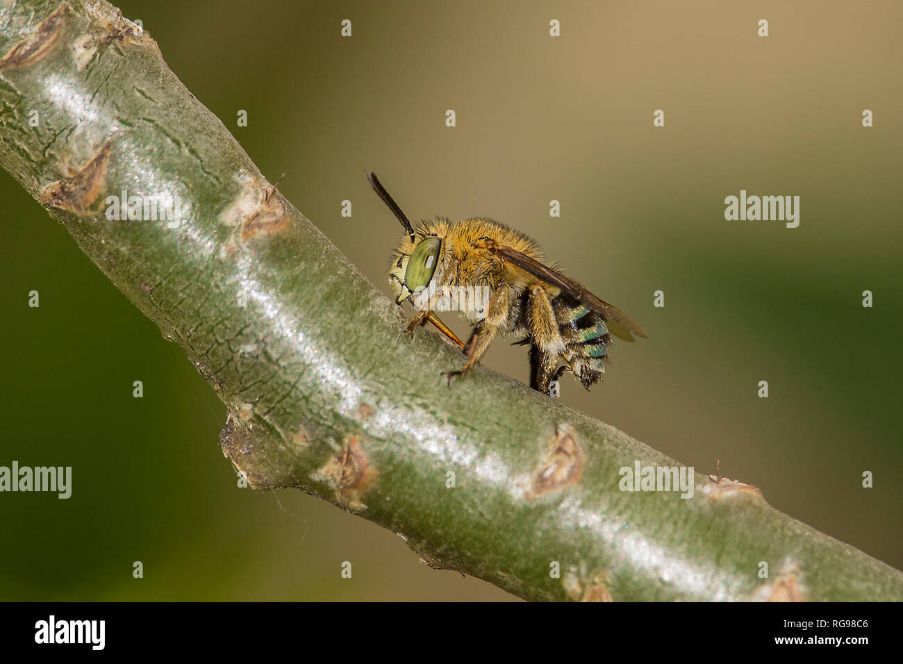 Bee branch hi-res stock photography and images - Alamy