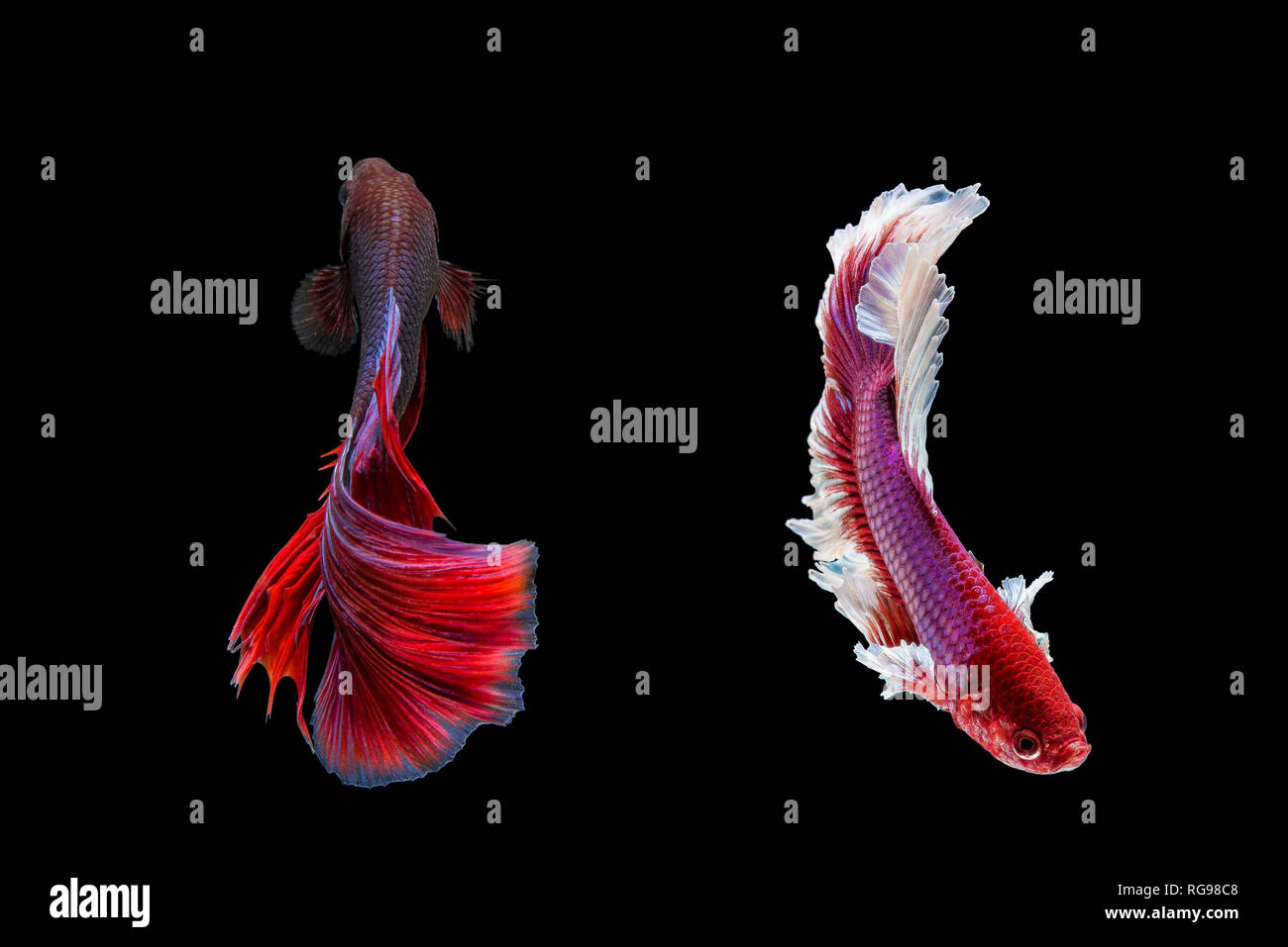 Two betta fish, Indonesia Stock Photo - Alamy