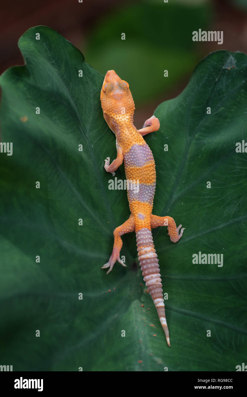 Gecko up close hi-res stock photography and images - Alamy