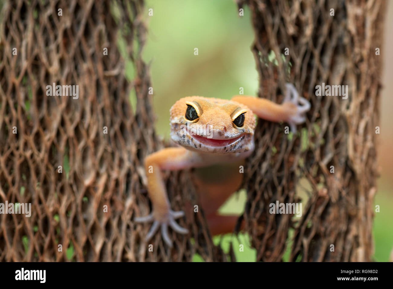 Gecko up close hi-res stock photography and images - Alamy