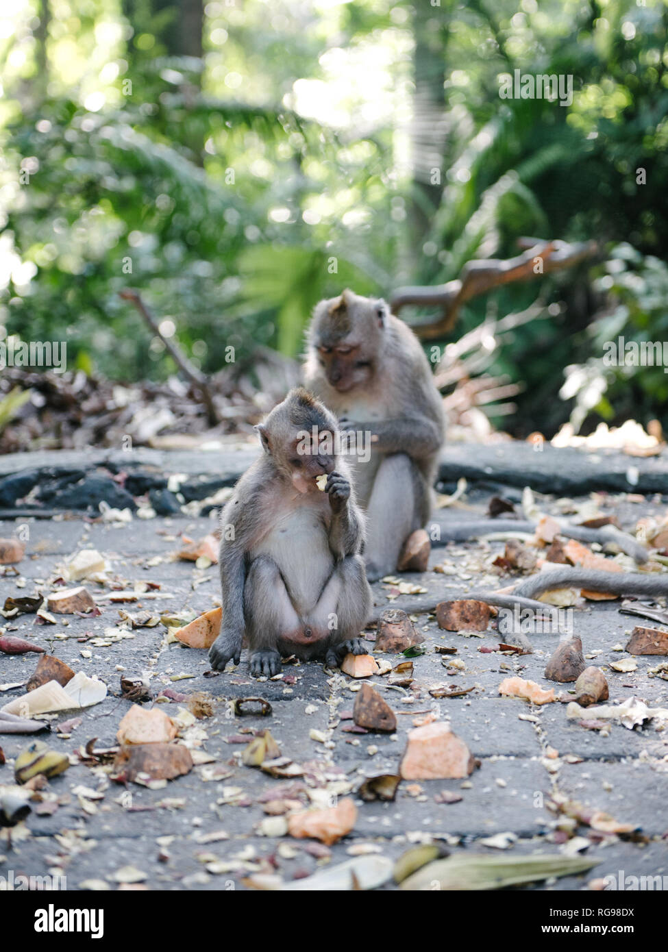 Two Balinese Long-tailed monkeys, Sacred Monkey Forest Sanctuary, Ubud ...