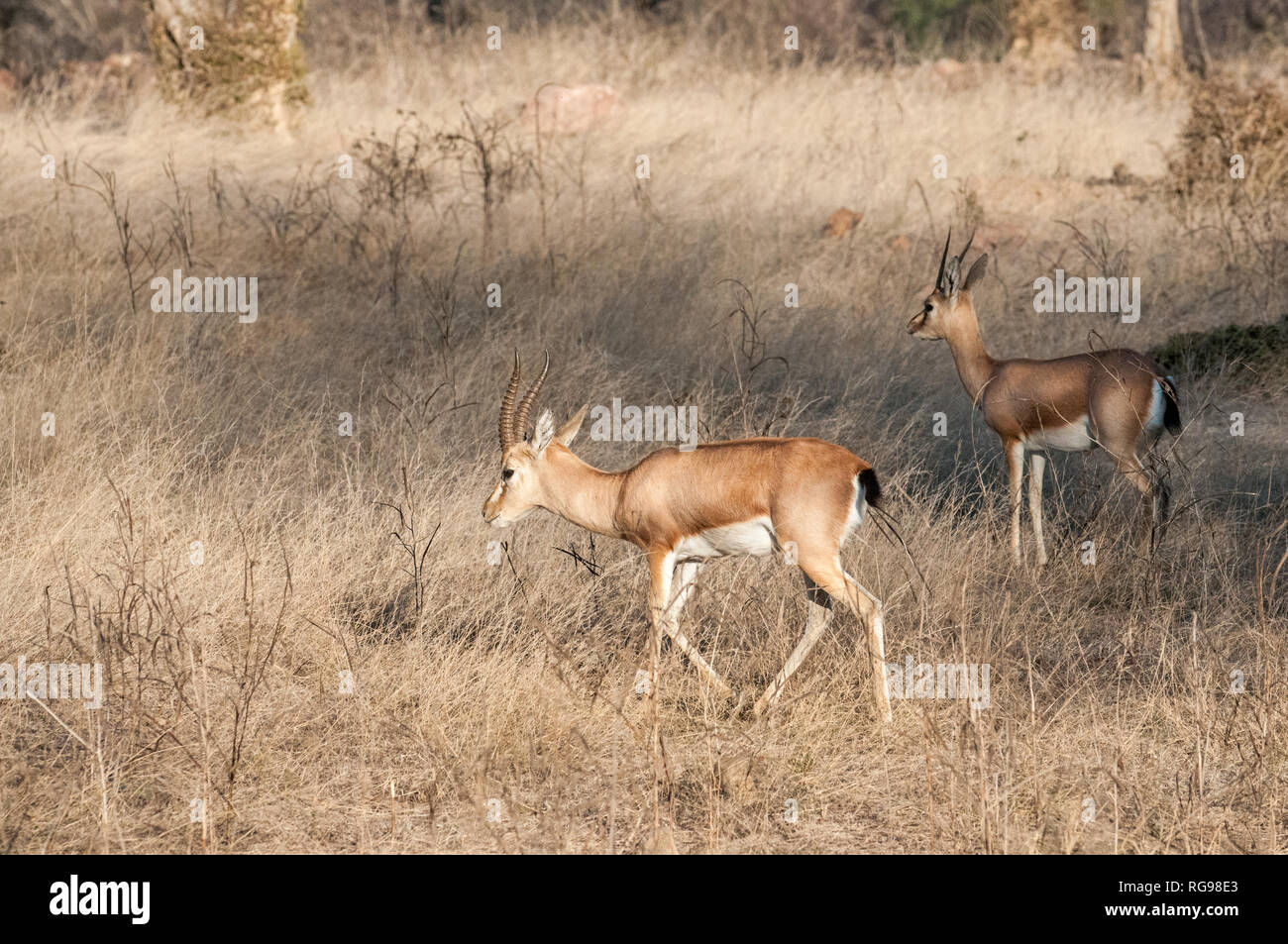 Chinkara or Indian gazelle in Ranthambore National Park in Rajasthan ...