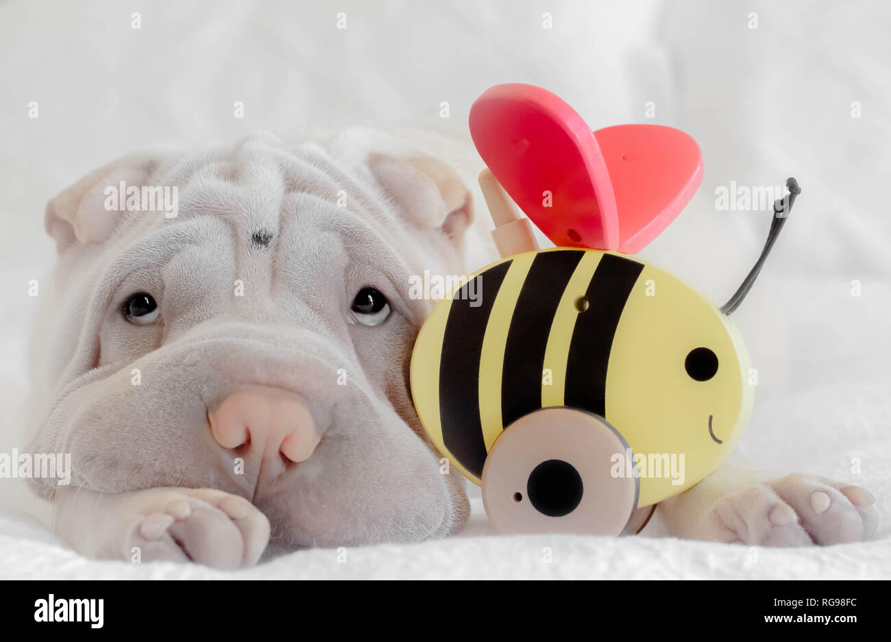 Wooden bee hi-res stock photography and images - Alamy