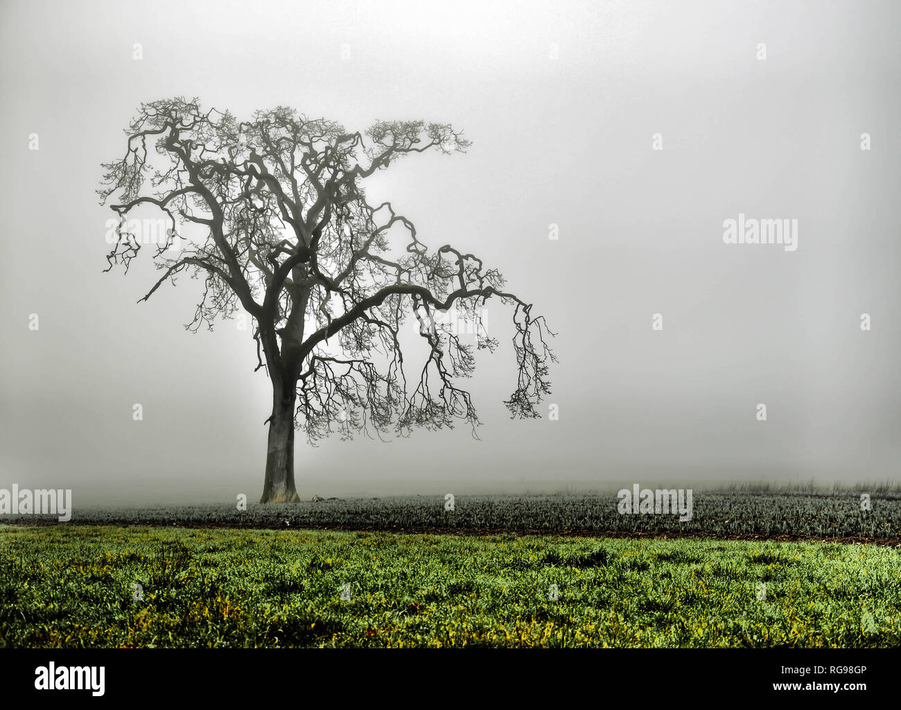 Oak tree in the mist, Canada Stock Photo - Alamy
