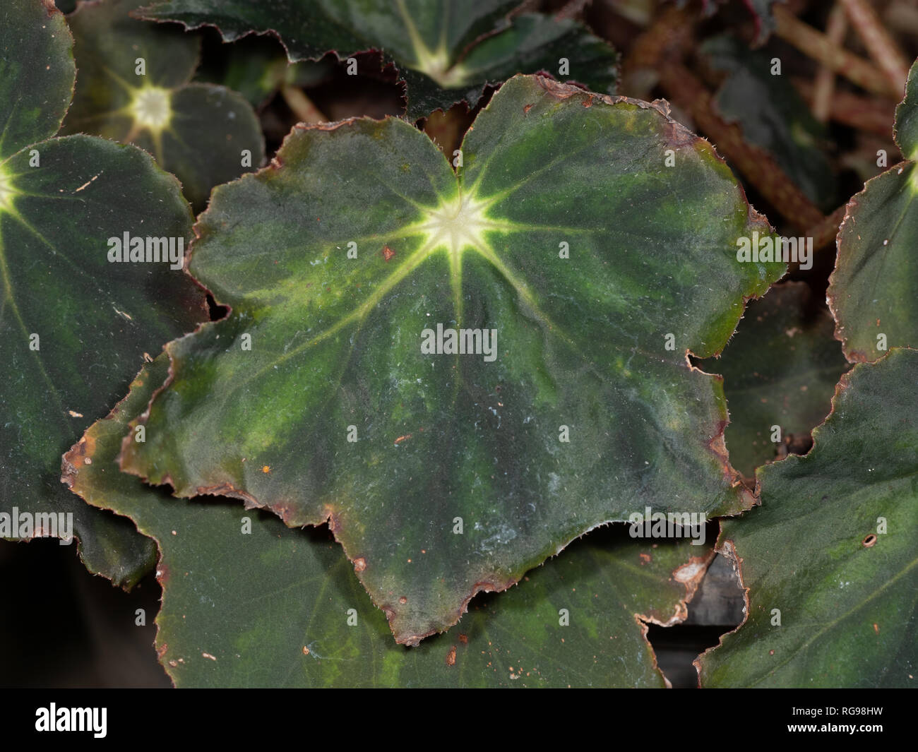 Begonia leaves hi-res stock photography and images - Alamy