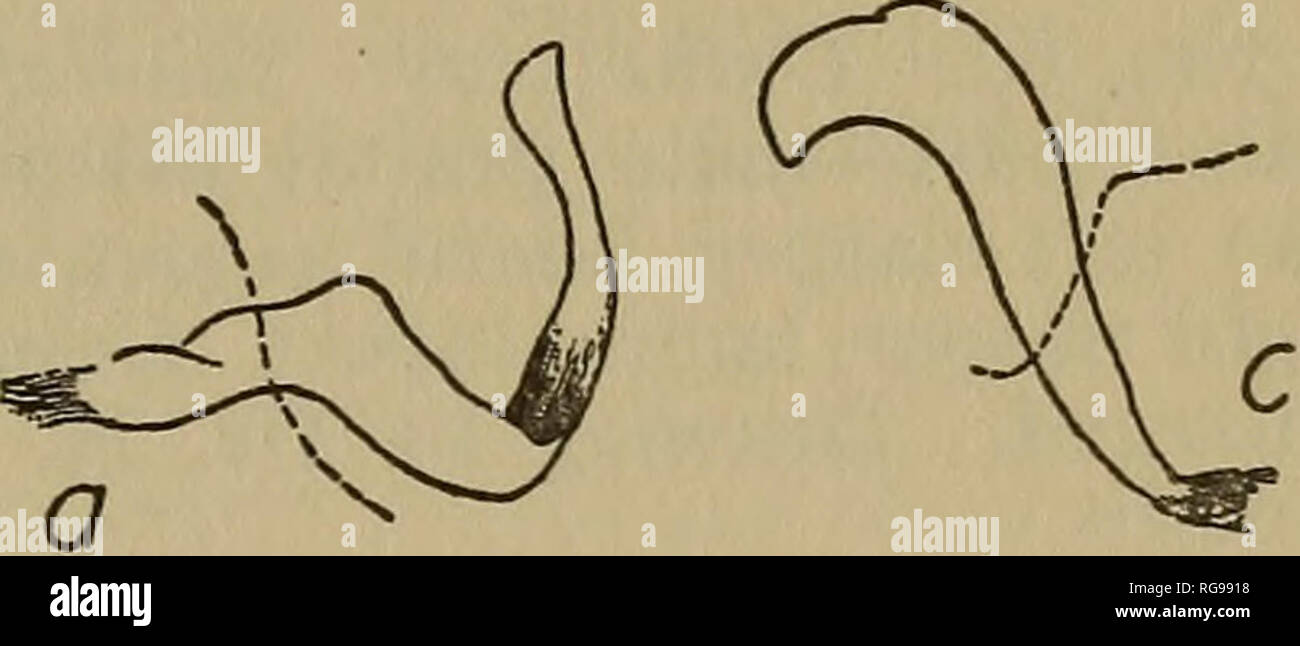 Female genital drawing hi-res stock photography and images - Alamy