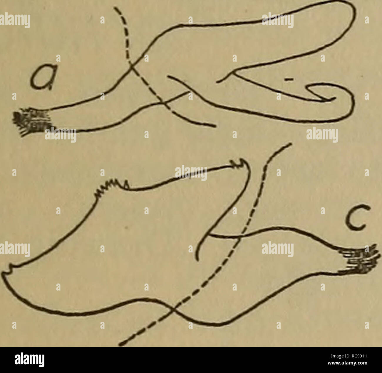 . Bulletin - State Geological and Natural History Survey of Connecticut ...