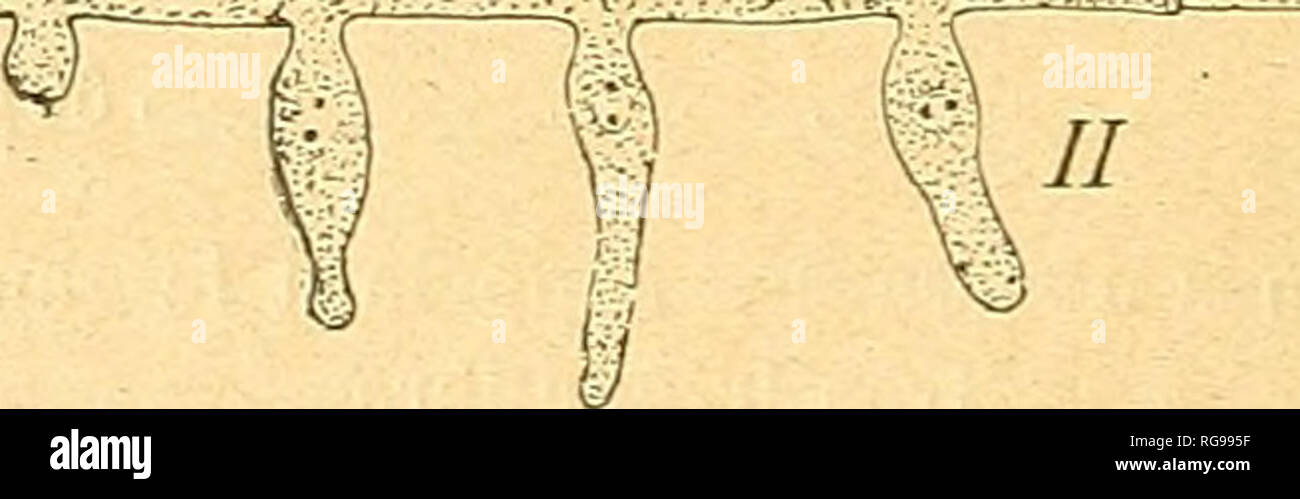 . Bulletin trimestriel de la SociÃ©tÃ© mycologique de France. Mycology ...