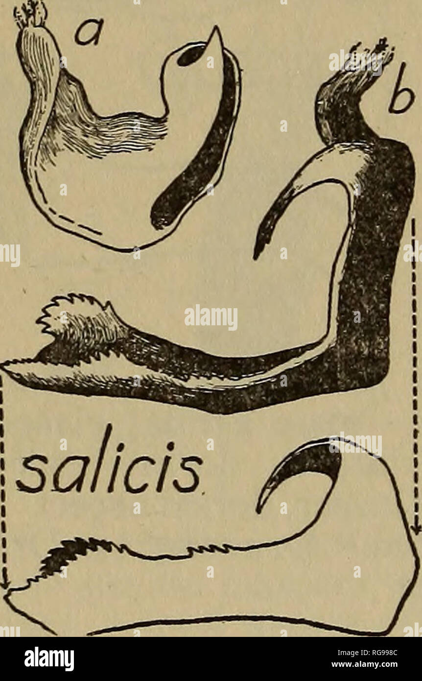 Embolium hi-res stock photography and images - Alamy