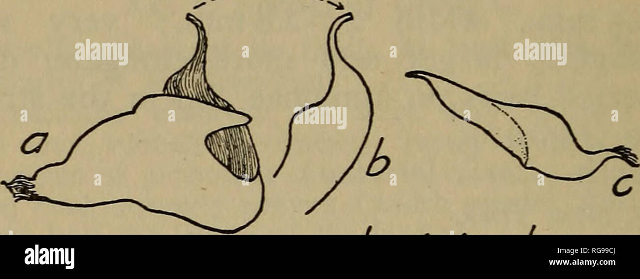 Male genital drawing hi-res stock photography and images - Alamy