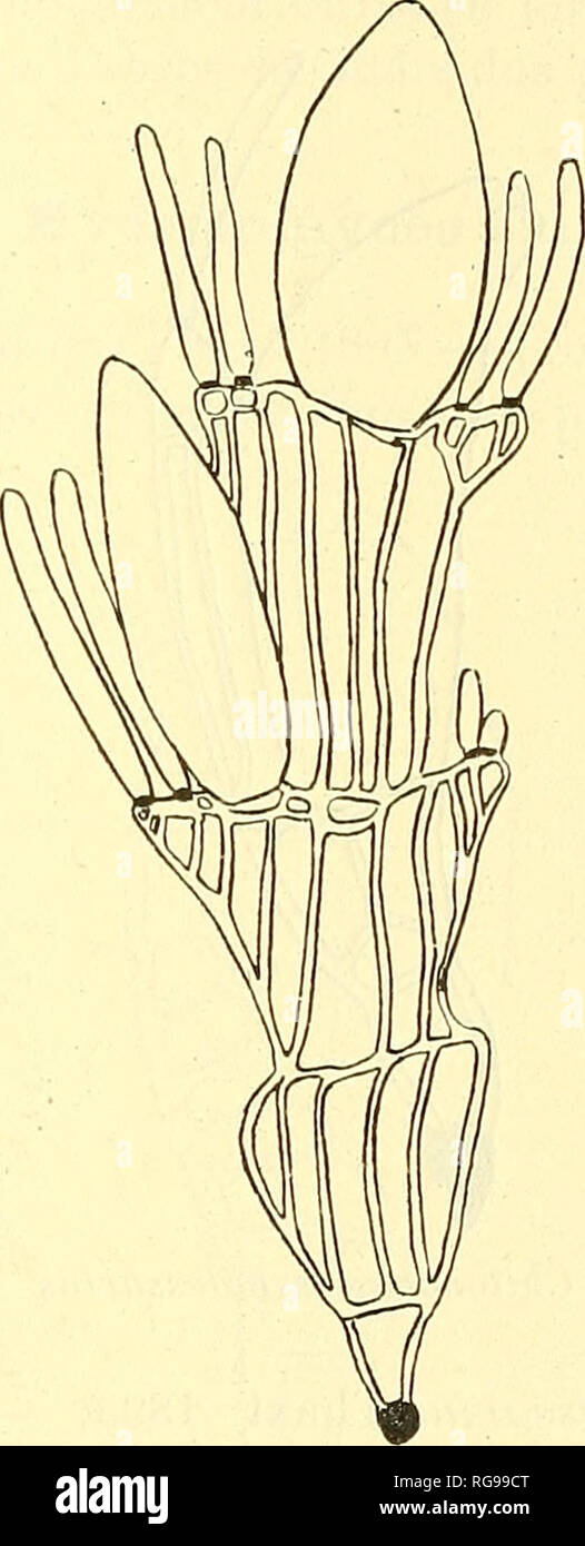 Bledius Spectabilis High Resolution Stock Photography and Images - Alamy