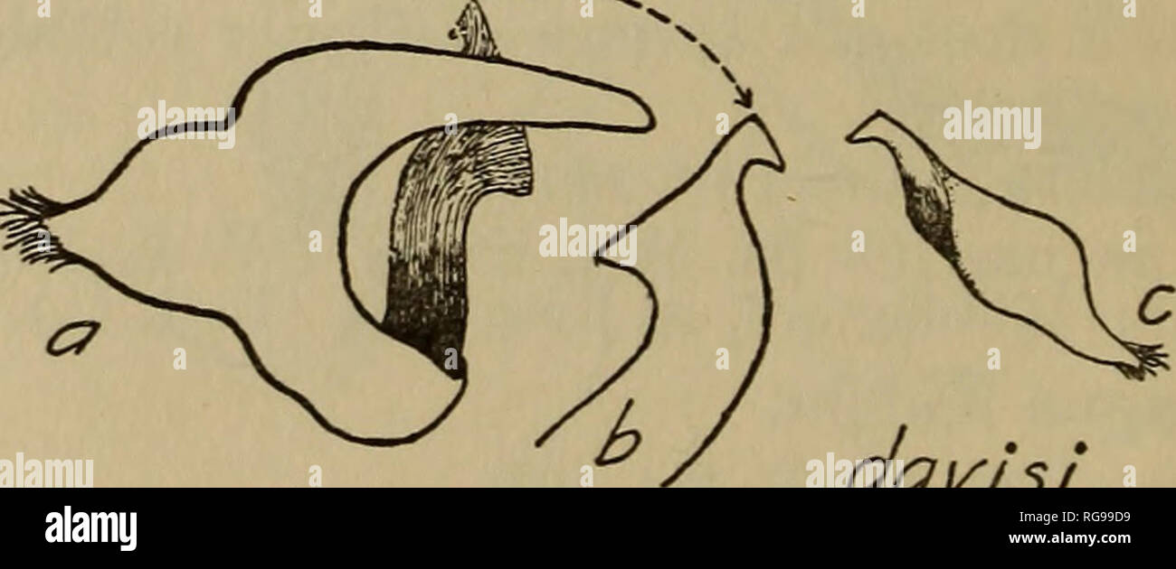 Davisi High Resolution Stock Photography and Images - Alamy