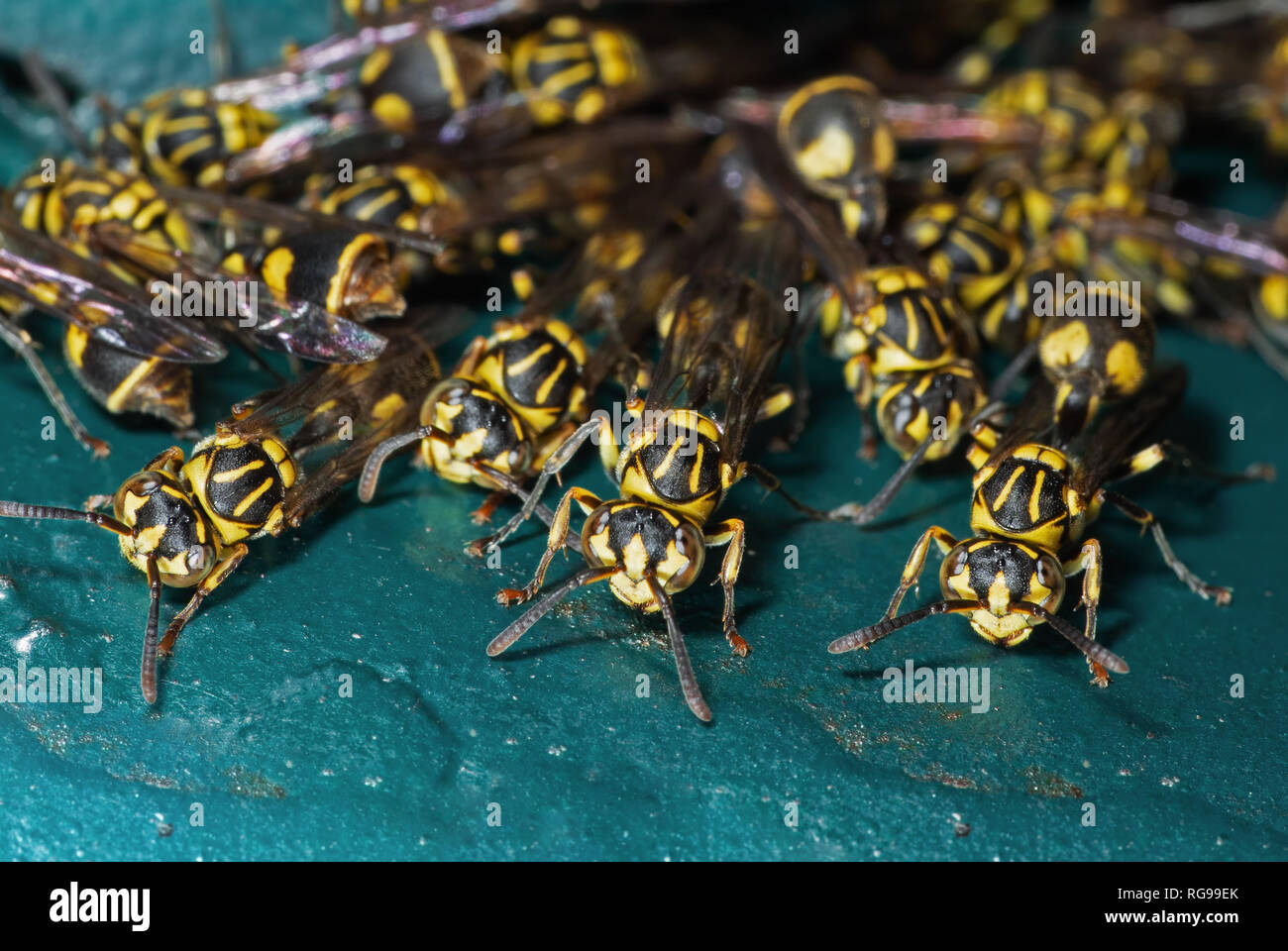 Macro Photography of Group of Wasps on Turquoise Floor Stock Photo - Alamy