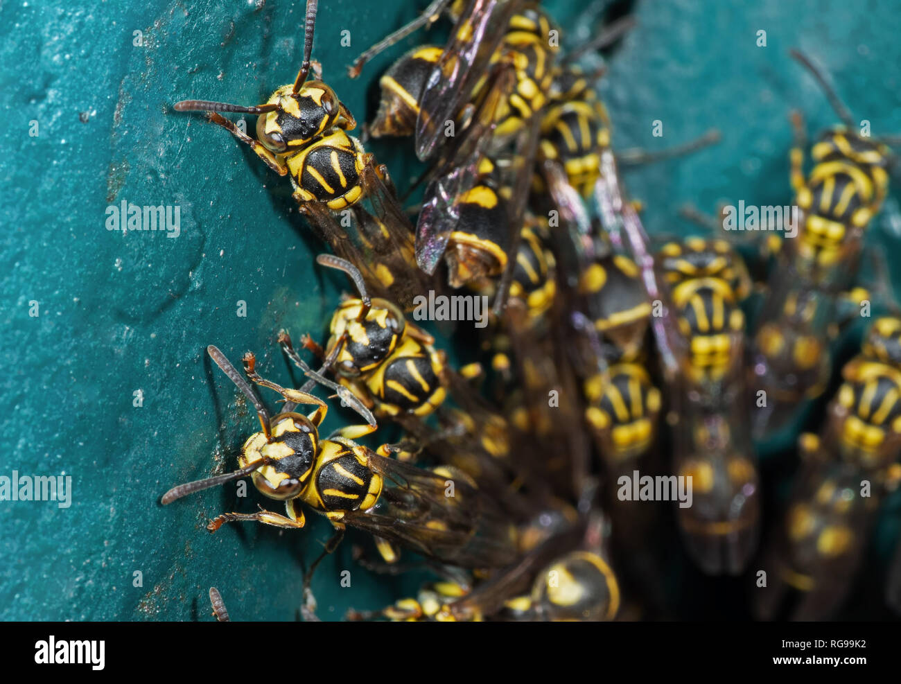 Macro Photography of Group of Wasps on Turquoise Floor Stock Photo - Alamy