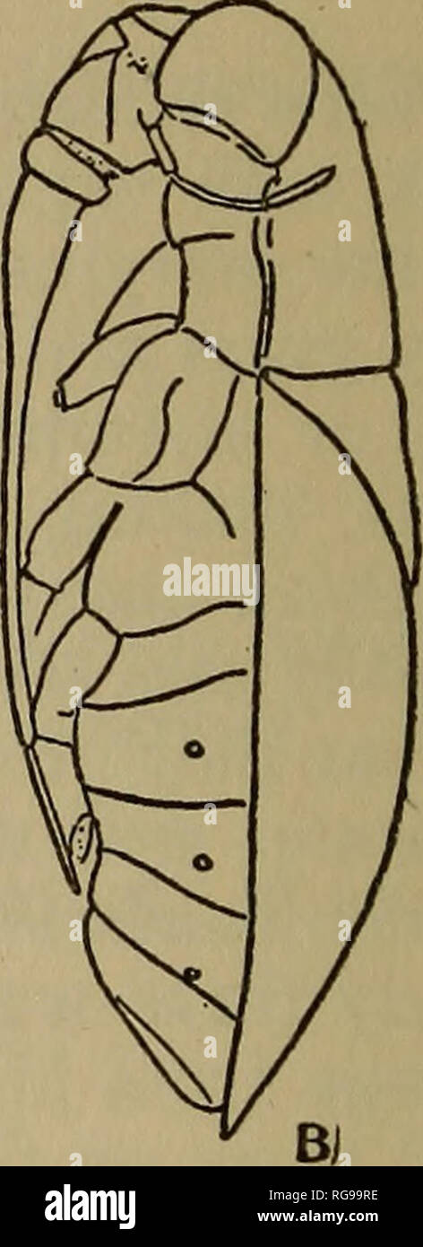 Family Gelastocoridae High Resolution Stock Photography and Images - Alamy