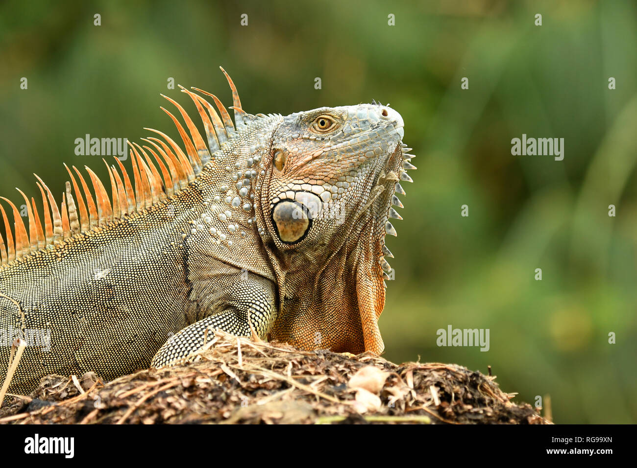 Common or Green Iguana (Iguana iguana) adult male in breeding colours ...