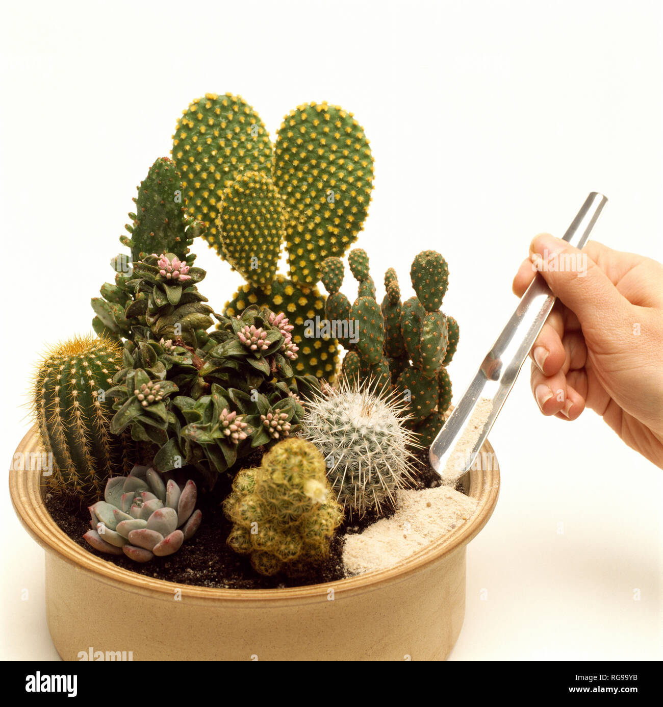 Hand adding grit mulch to pot of cacti Stock Photo - Alamy