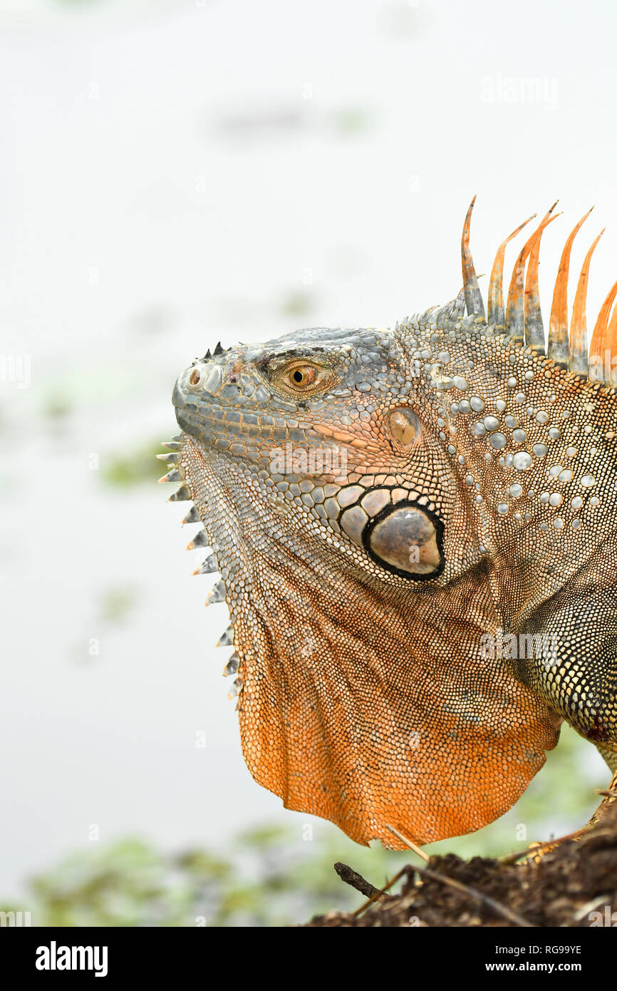 Adult iguana in breeding colours hi-res stock photography and images ...