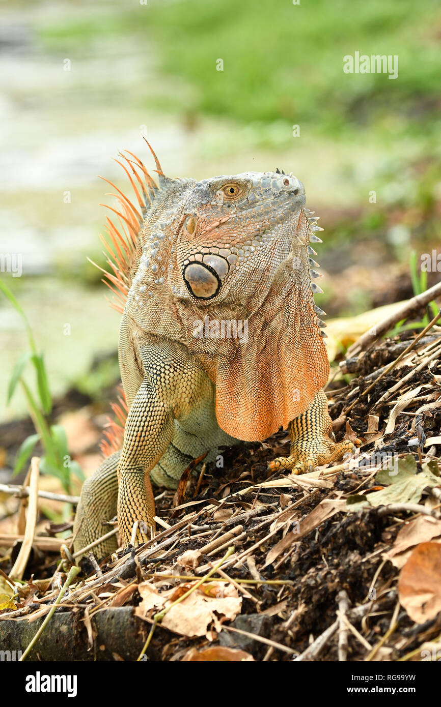 Common or Green Iguana (Iguana iguana) adult male in breeding colours ...