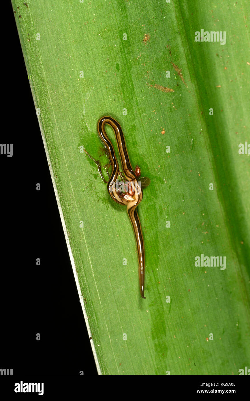 Flatworm eating hi-res stock photography and images - Alamy