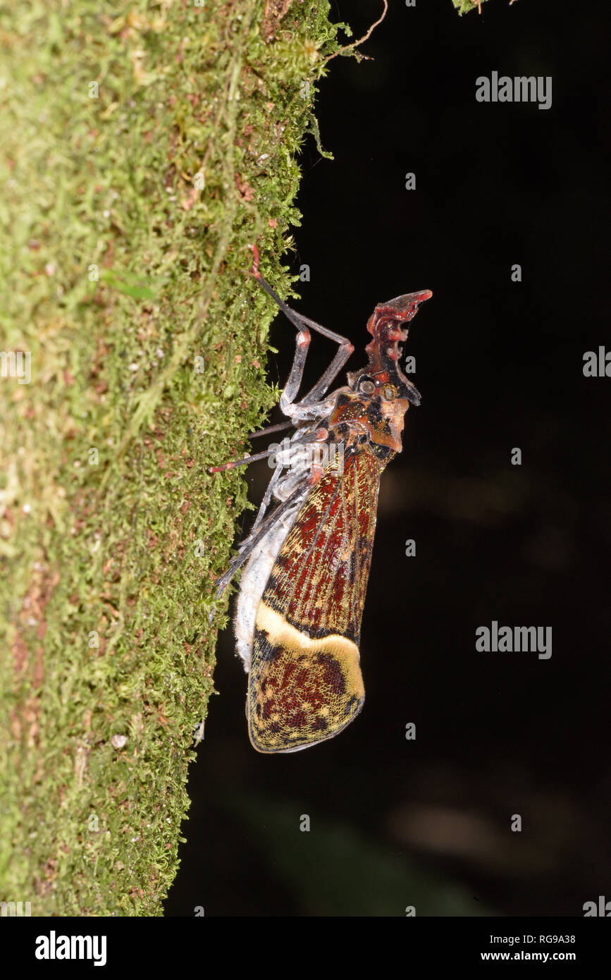 Wart-headed Bug ( Phrictus quinquepartitus) adult resting on moss ...
