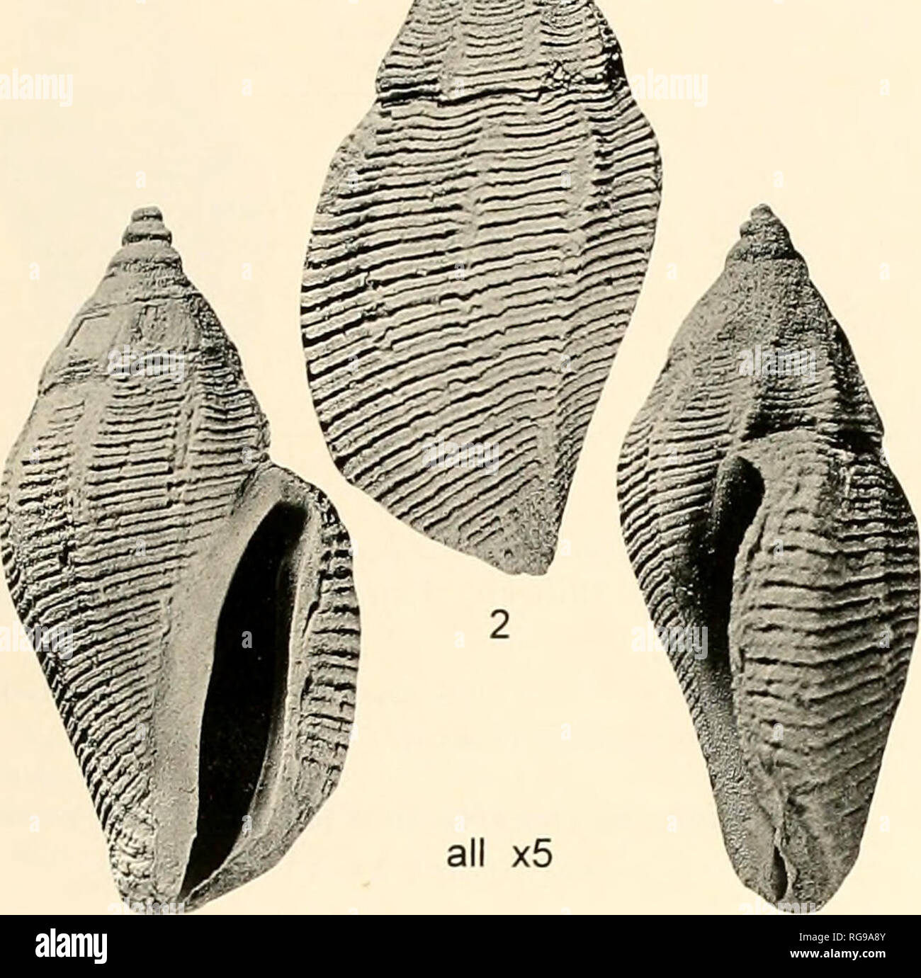 Width 493 mm hi-res stock photography and images - Alamy