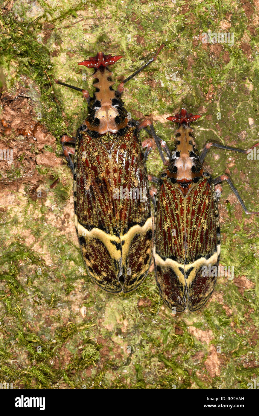 Wart headed bug hi-res stock photography and images - Alamy