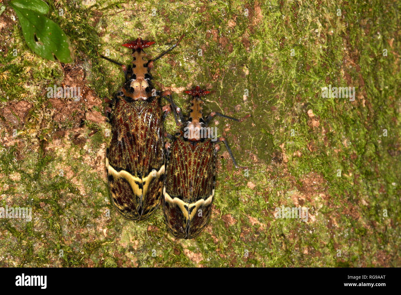 Wart-headed Bug ( Phrictus quinquepartitus) two adults resting on moss ...