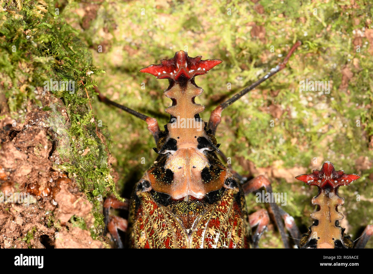 Wart headed hi-res stock photography and images - Alamy