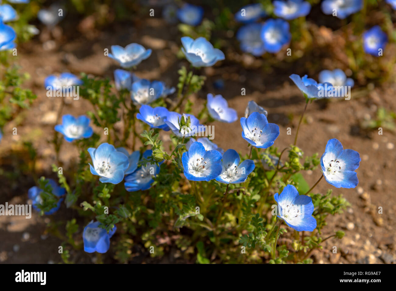 Nemophila (baby blue eyes flowers) flower field, blue flower carpet ...
