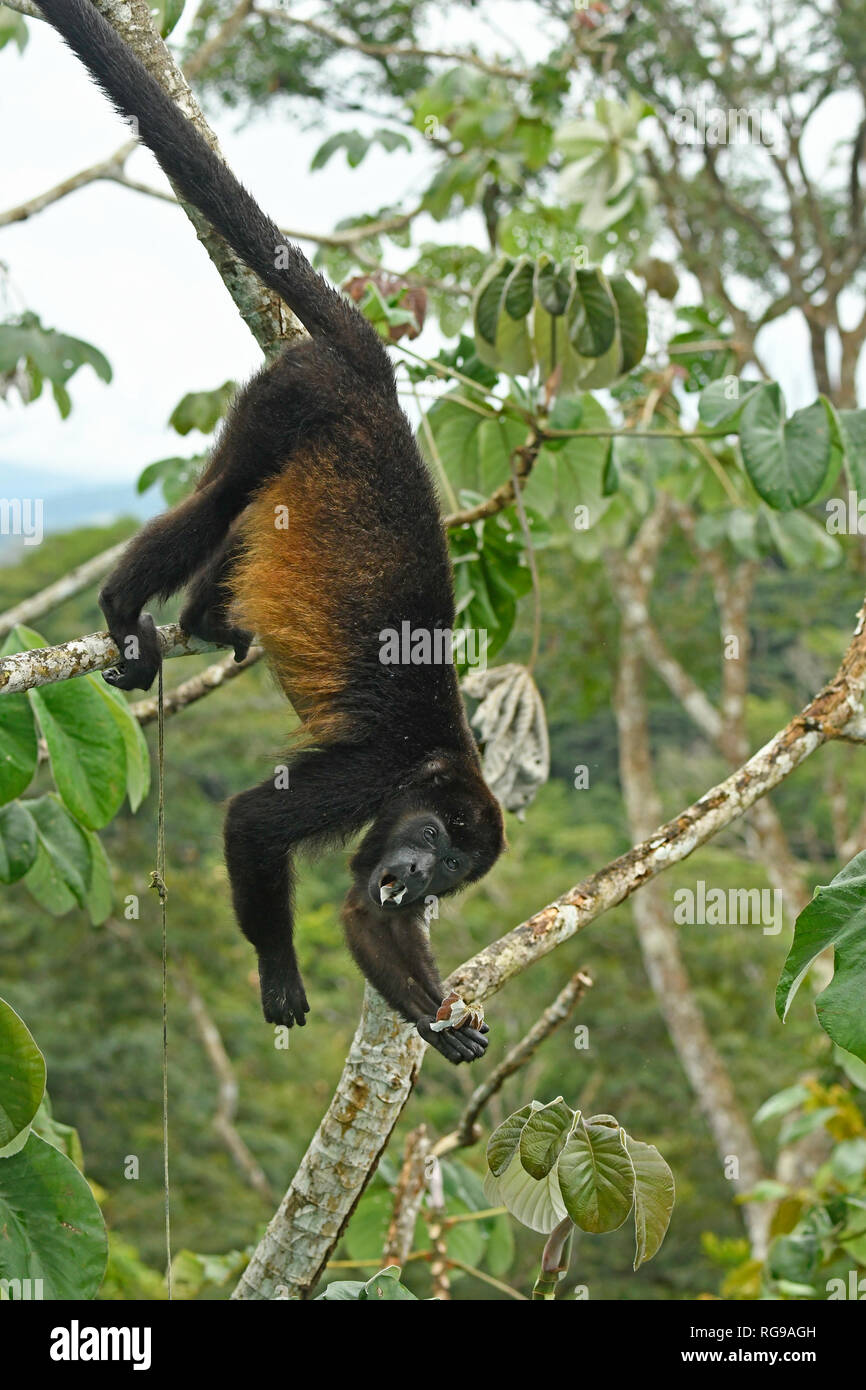 Mantled Howler Monkey (Alouatta palliata) adult in cecropia tree eating ...