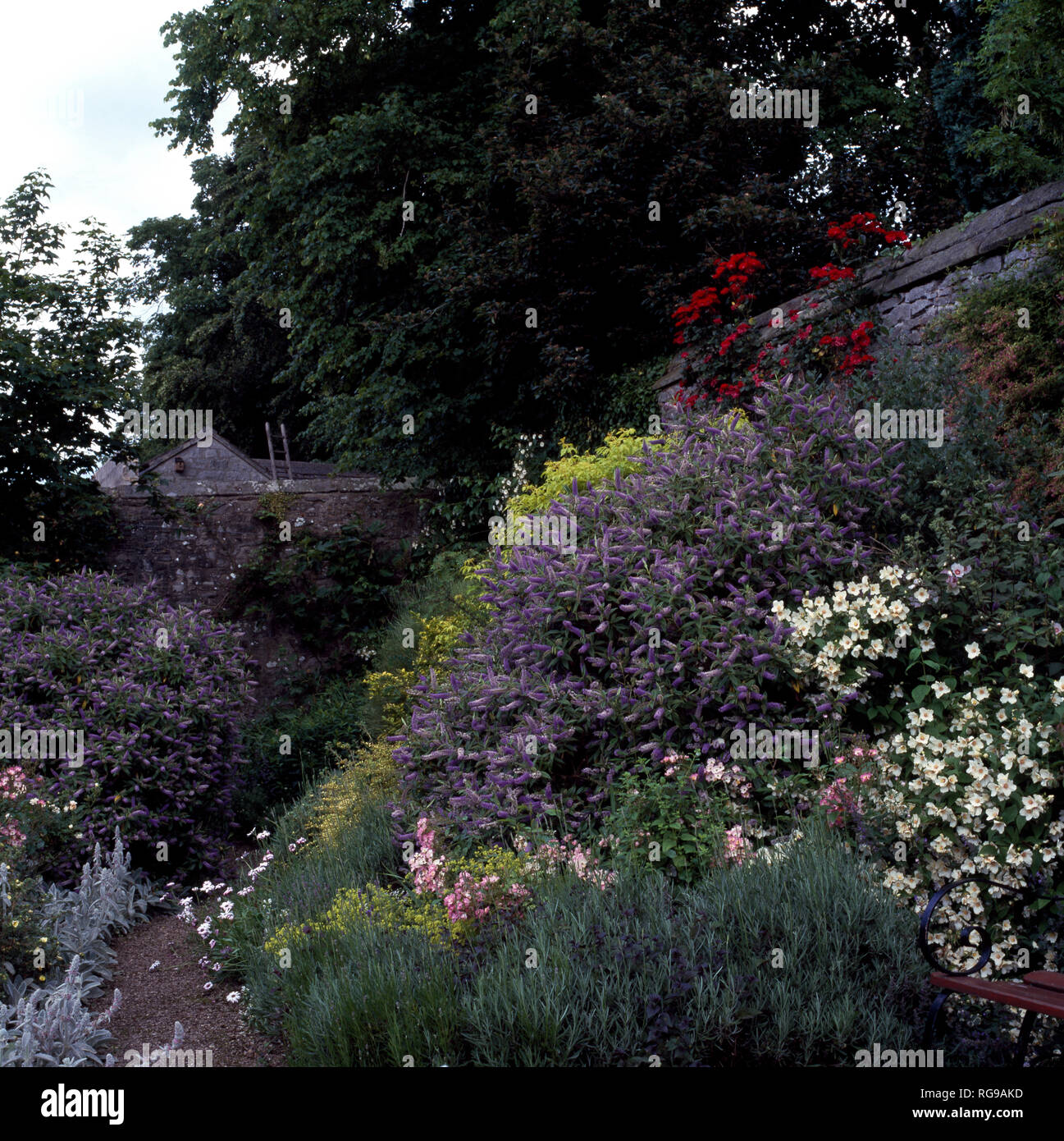 Mauve lavender and buddleia in steeply sloping summer border Stock ...