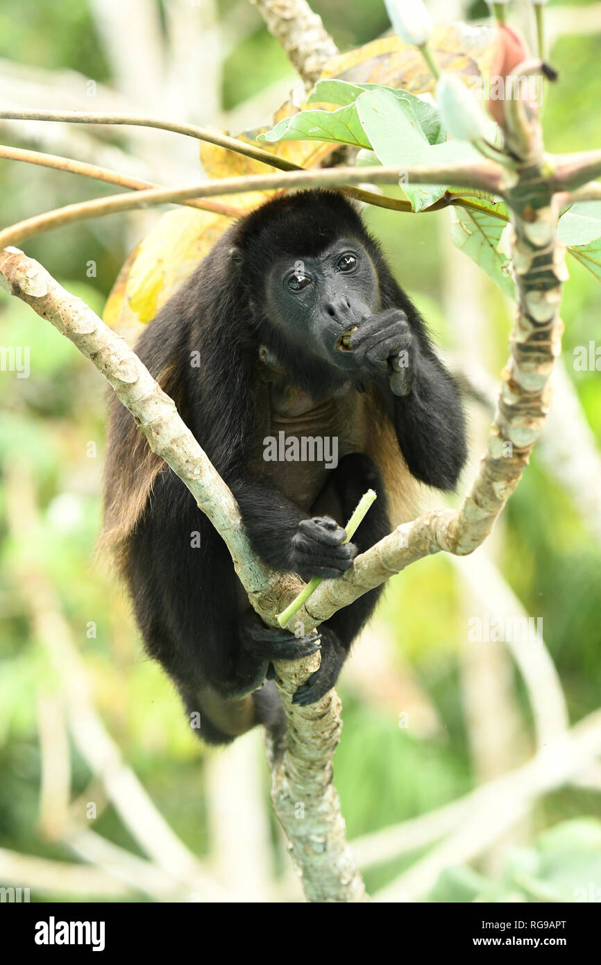 Mantled Howler Monkey (Alouatta palliata) adult in cecropia tree eating ...