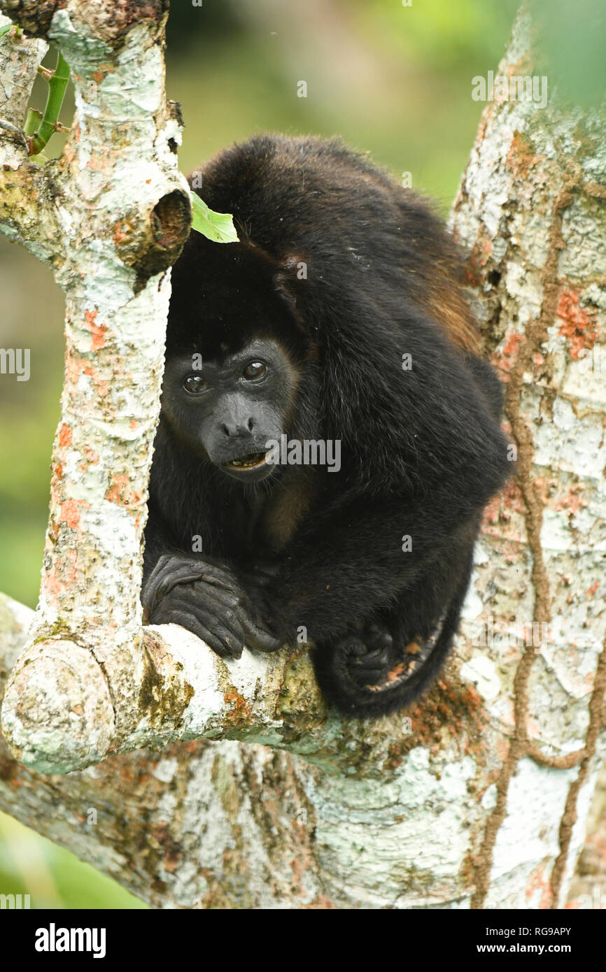 Mantled Howler Monkey (Alouatta palliata) adult sat in cecropia tree ...