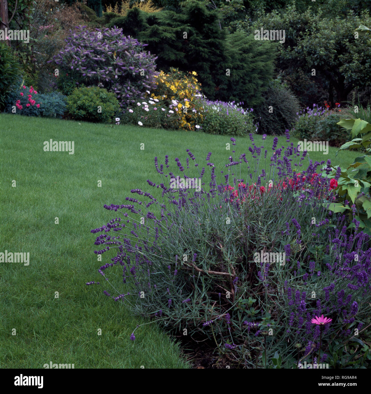 Lavender lawn hi-res stock photography and images - Alamy