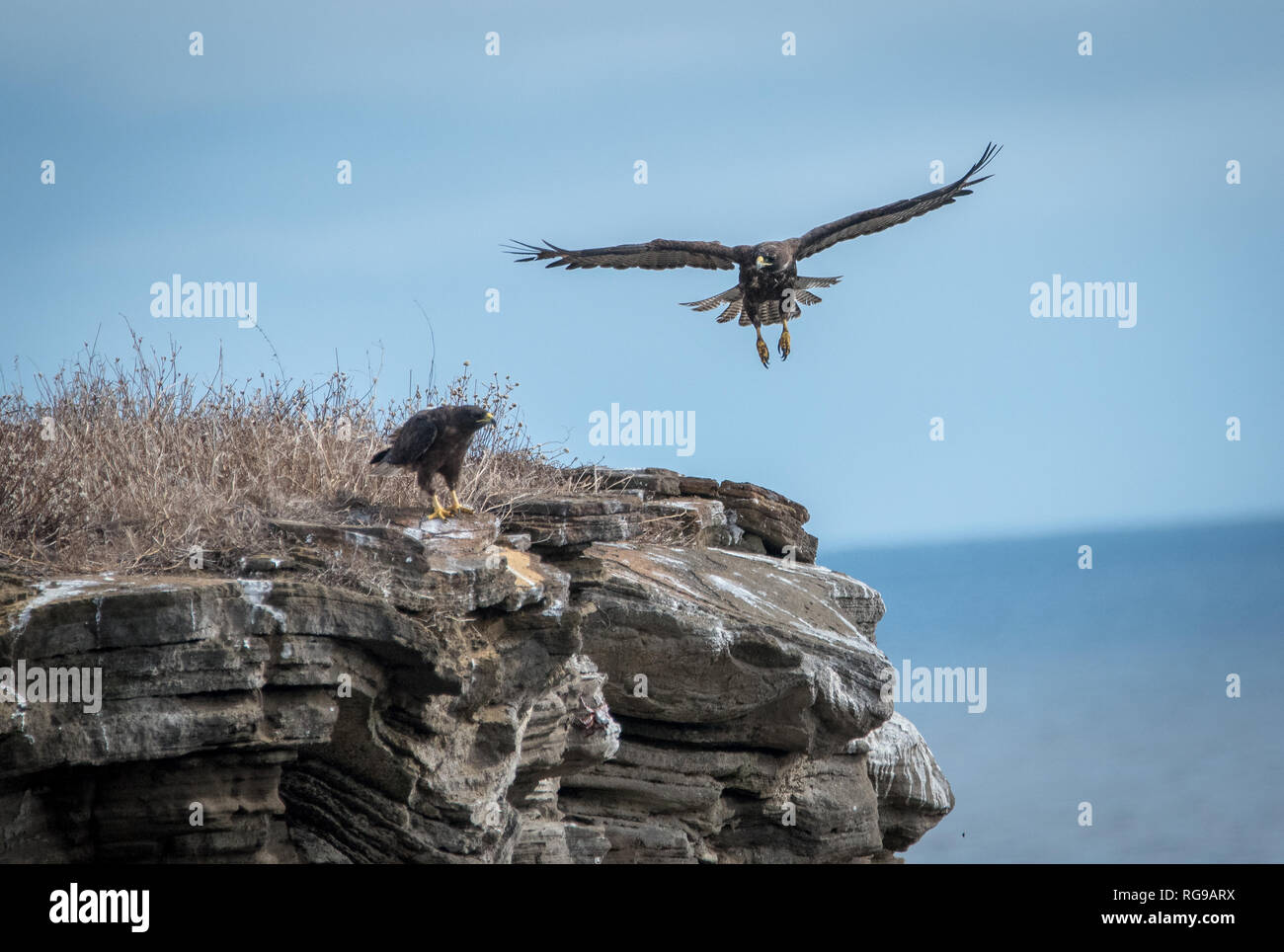 Galapagos Hawk couple perched on the hill Stock Photo - Alamy