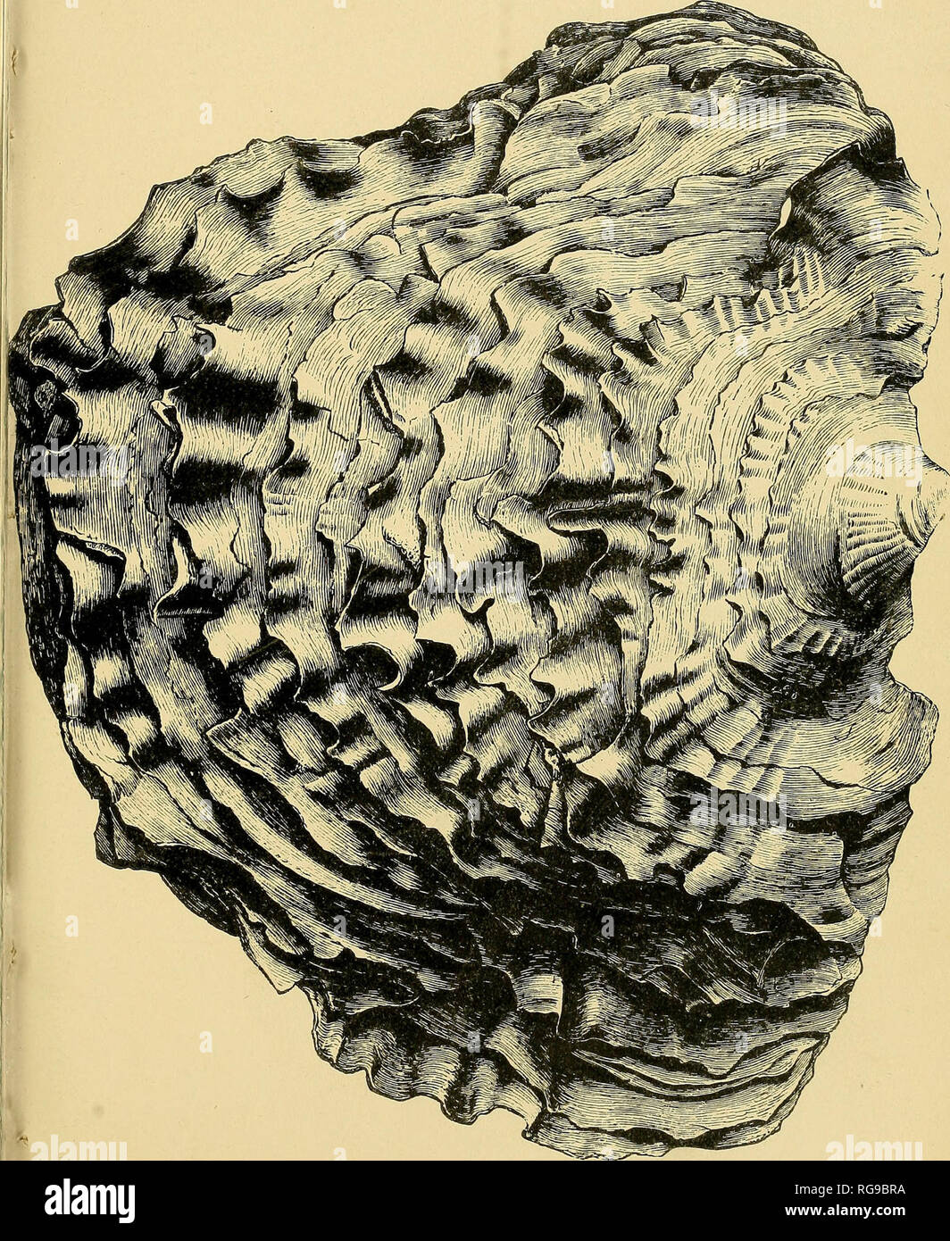 . Bulletins of American paleontology. '^iill. ^^^rr.cr. "flaieoni. ^ S ...