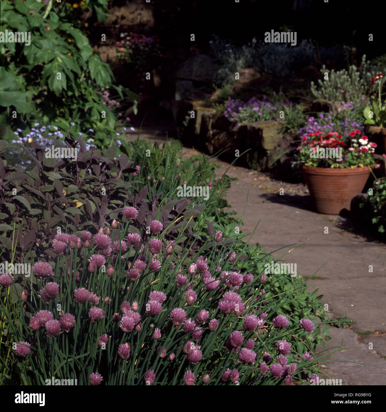 Chives border hi-res stock photography and images - Alamy