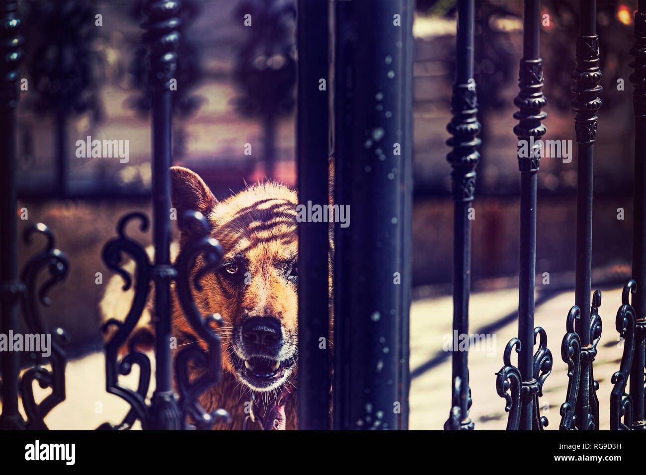 Scary dog gates hi-res stock photography and images - Alamy