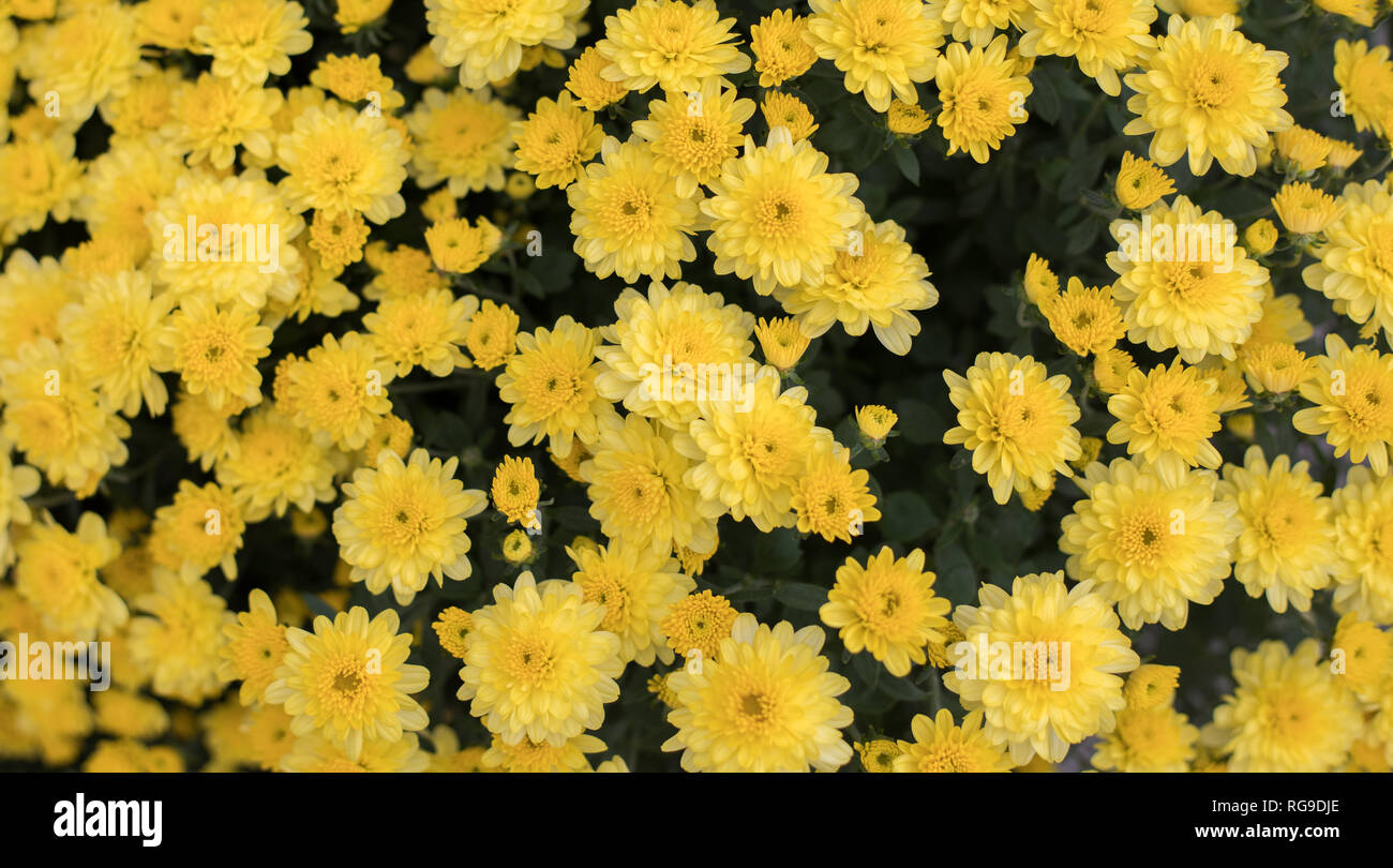 A beautiful background photo of bright yellow mums with a shallow depth ...