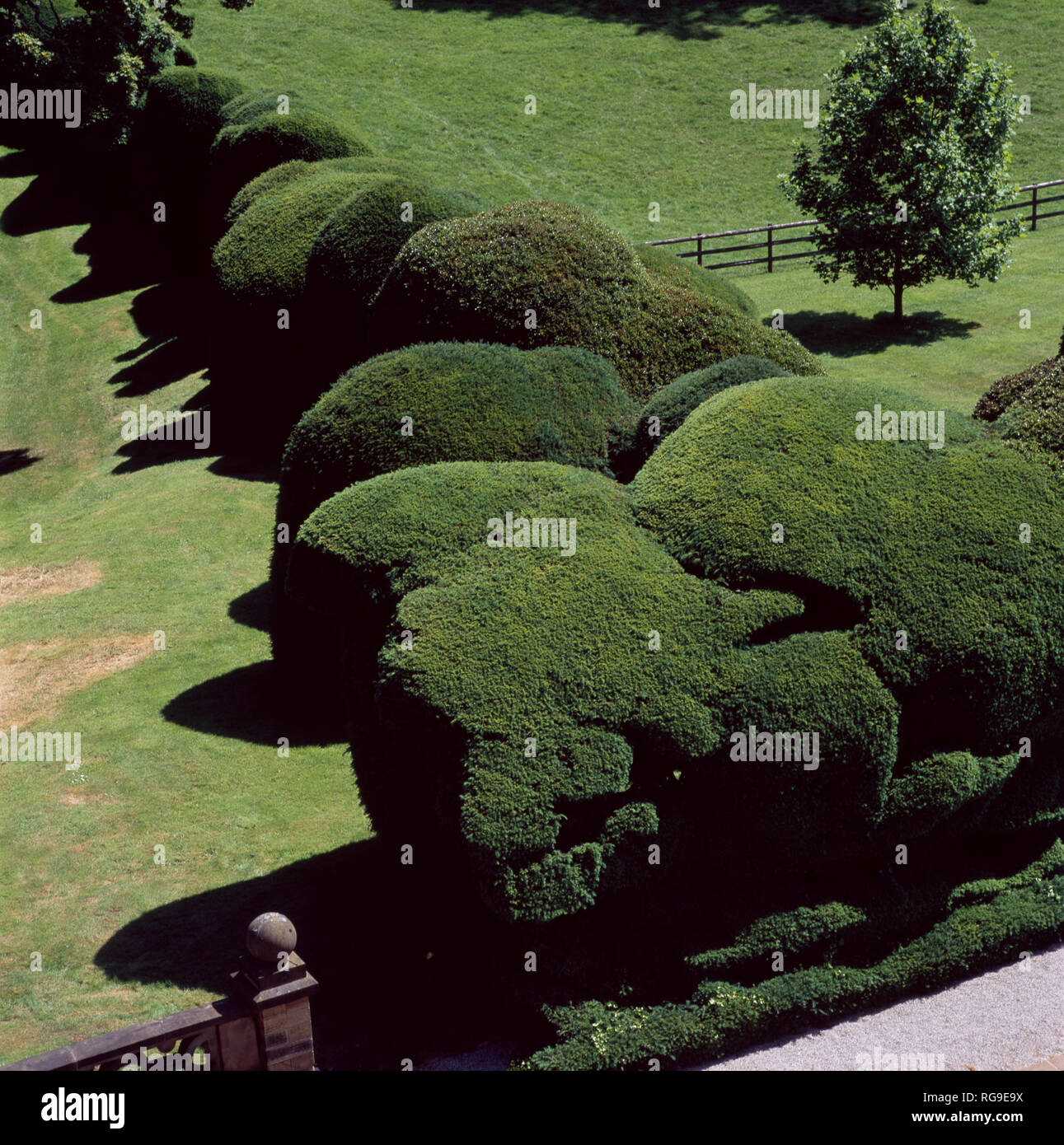 "Birds-eye view of large, rounded topiary hedge in large garden Stock ...