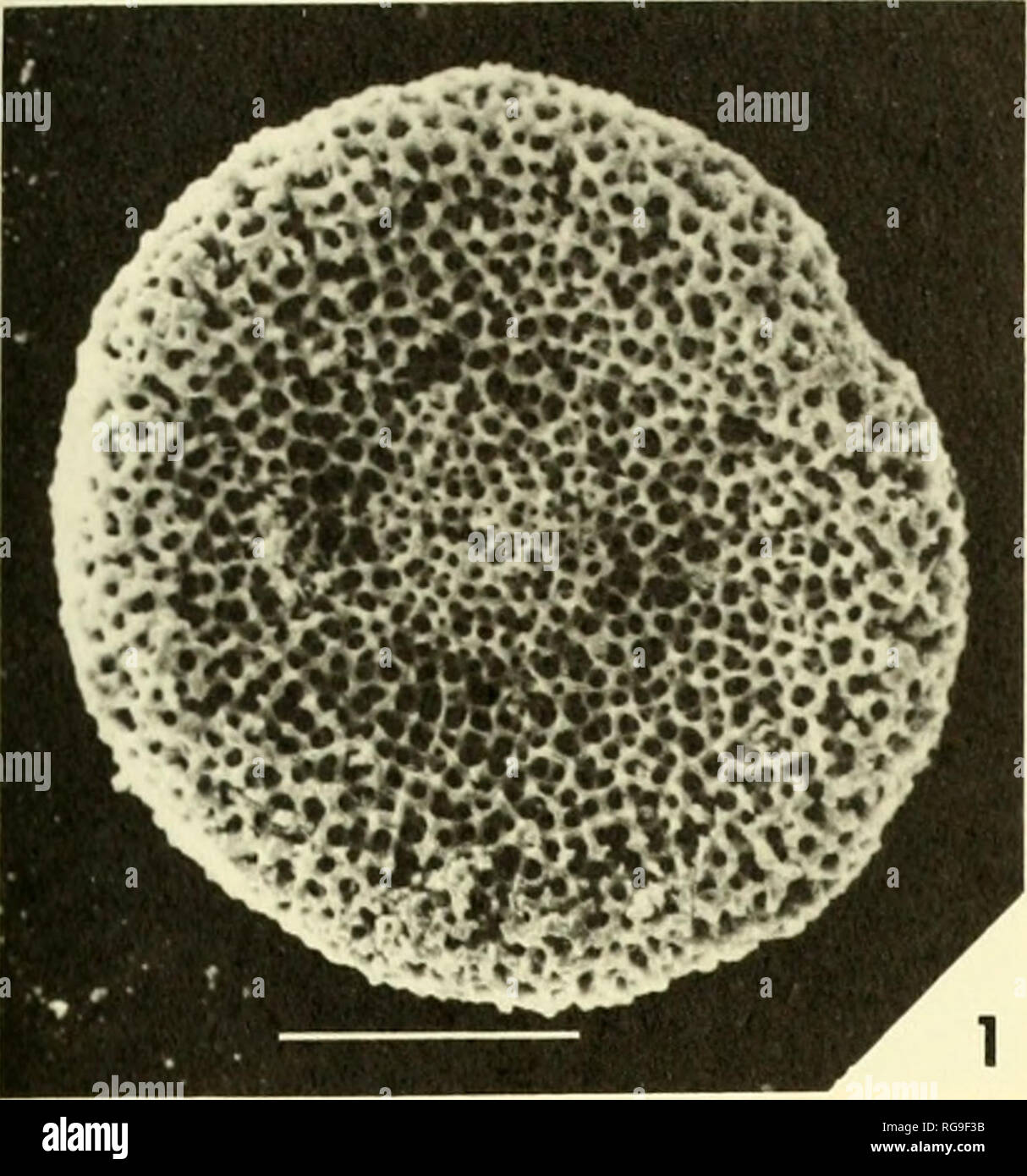 . Bulletins of American paleontology. Bull. Amer. Paleont., Vol. 63 ...