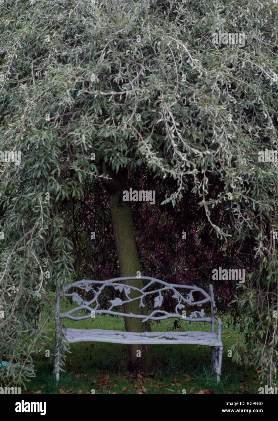 An old wrought iron bench below a weeping pear Stock Photo - Alamy