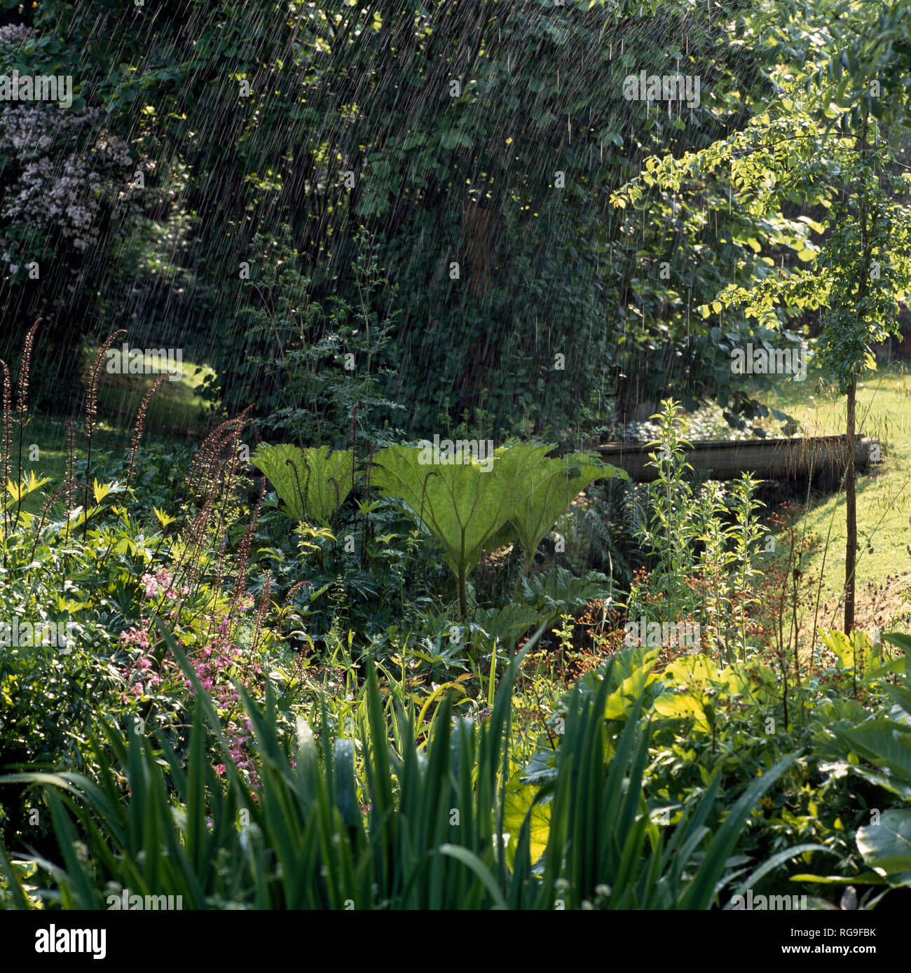 Shady garden border hi-res stock photography and images - Alamy