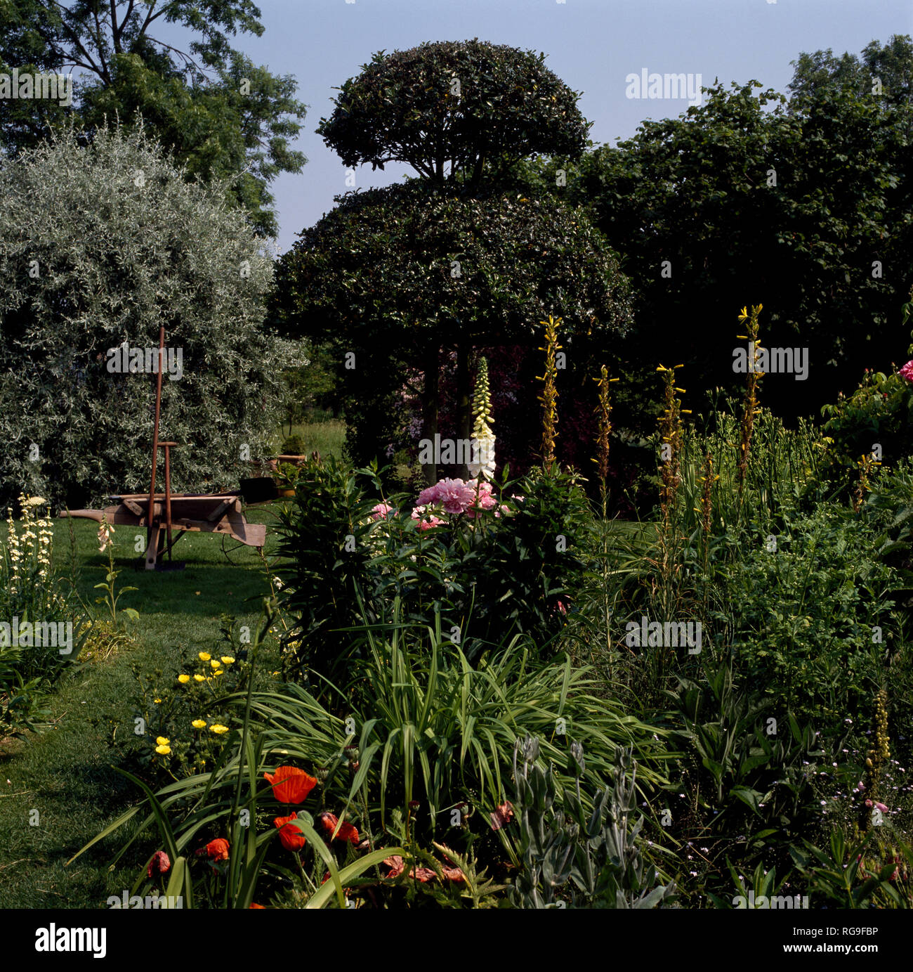 Ilex holly topiary tree hi-res stock photography and images - Alamy