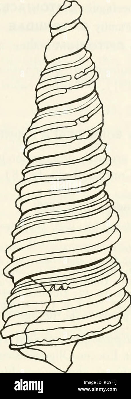 Spiral turritella hi-res stock photography and images - Alamy