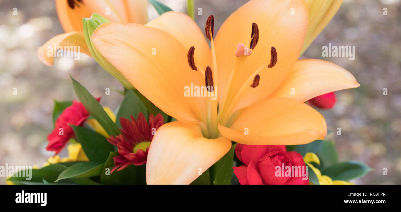 A beautiful close up photo of a bouquet of flowers with an orange tiger ...