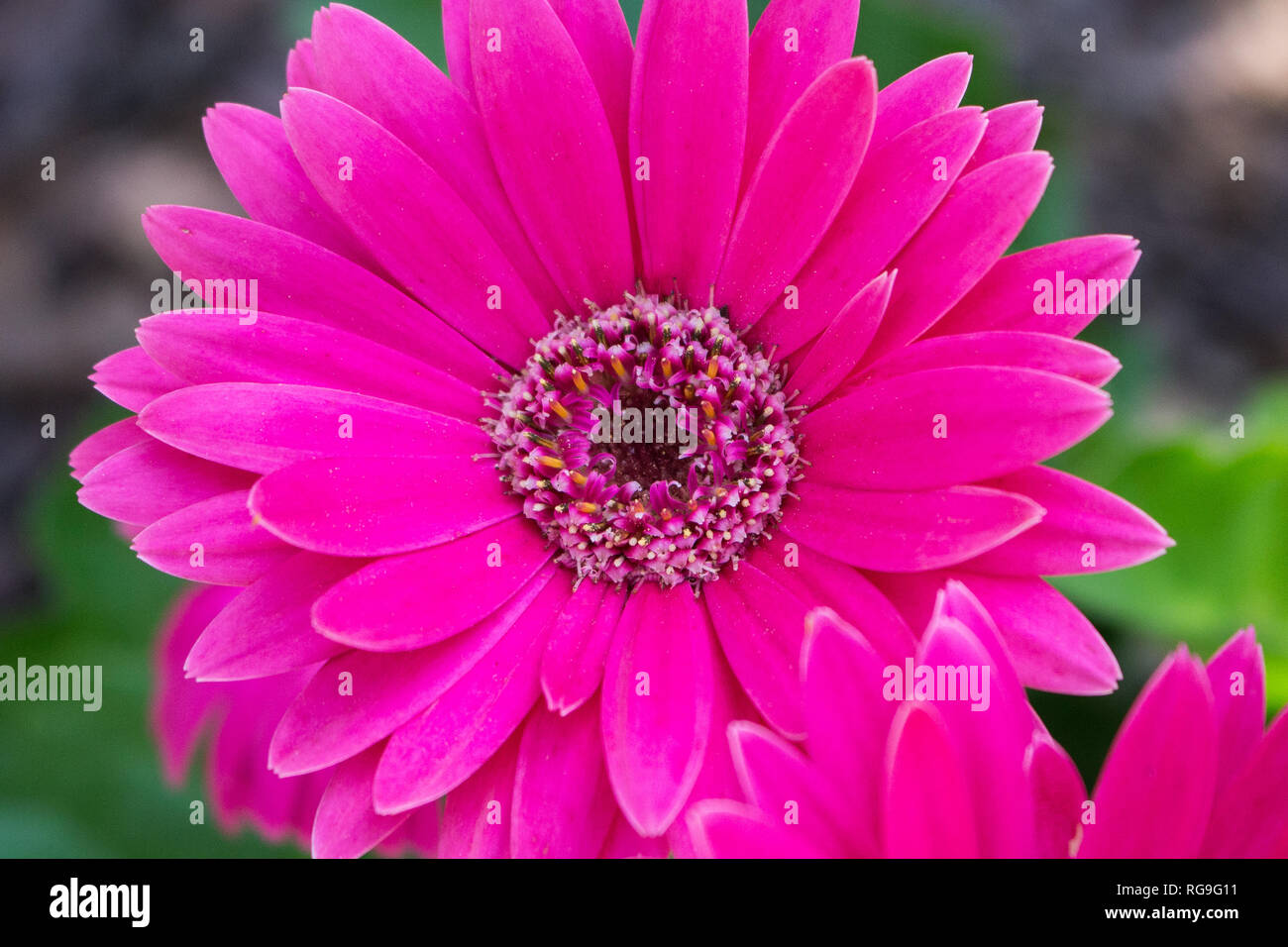 Photo of single daisy flower hi-res stock photography and images - Alamy