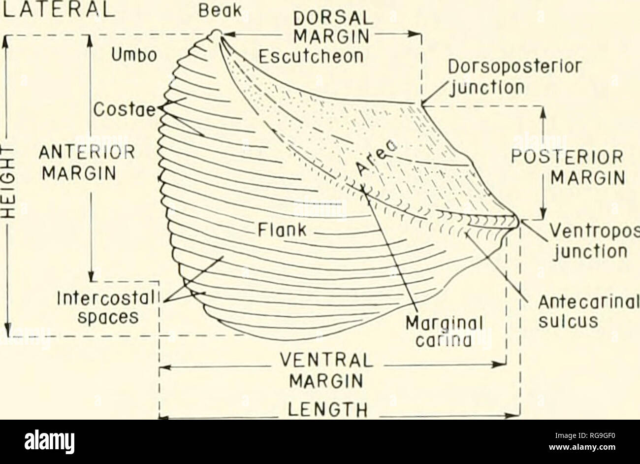 Posterior margin hi-res stock photography and images - Alamy