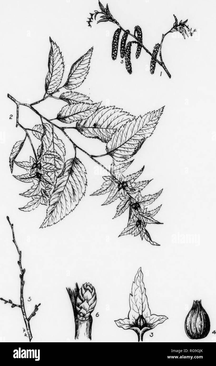 Carpinus genus hi-res stock photography and images - Alamy